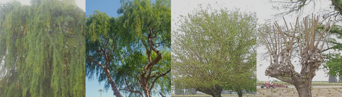 L Elenes Tree Service Does Tree Trimming in Fresno, CA 93701